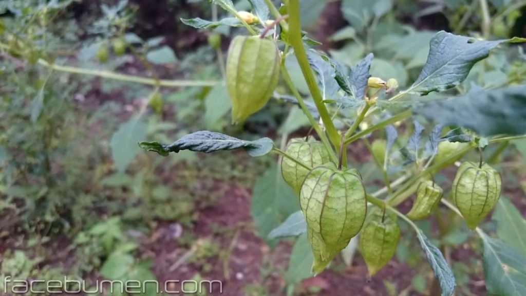 Manfaat Ciplukan untuk menyembuhkan penyakit | Informasi Sejarah ...